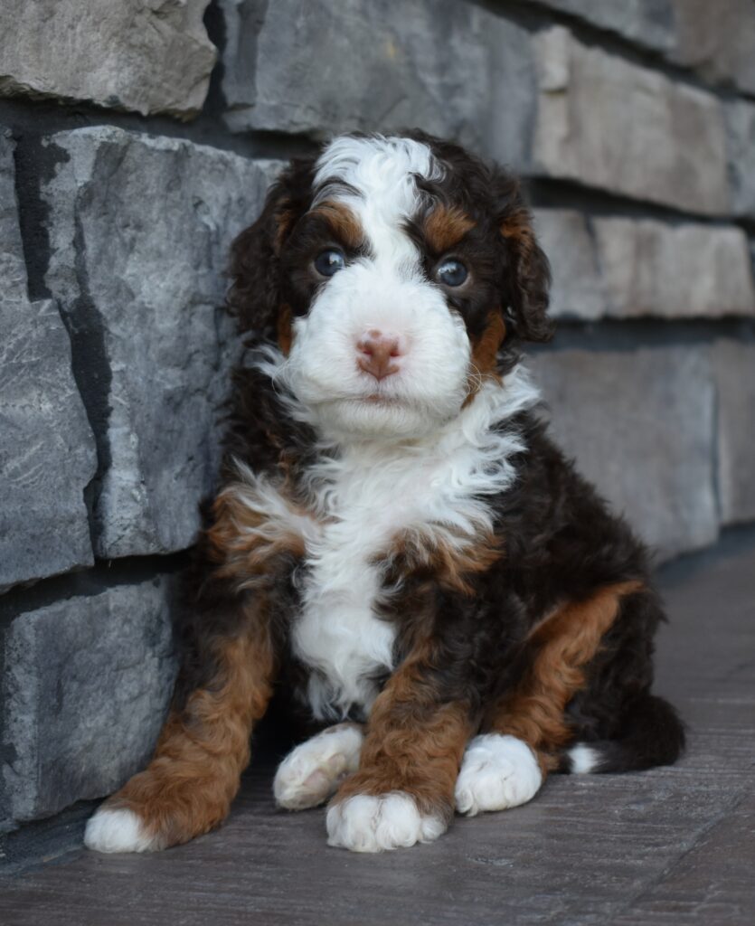 Archie | Grand Style Doodles