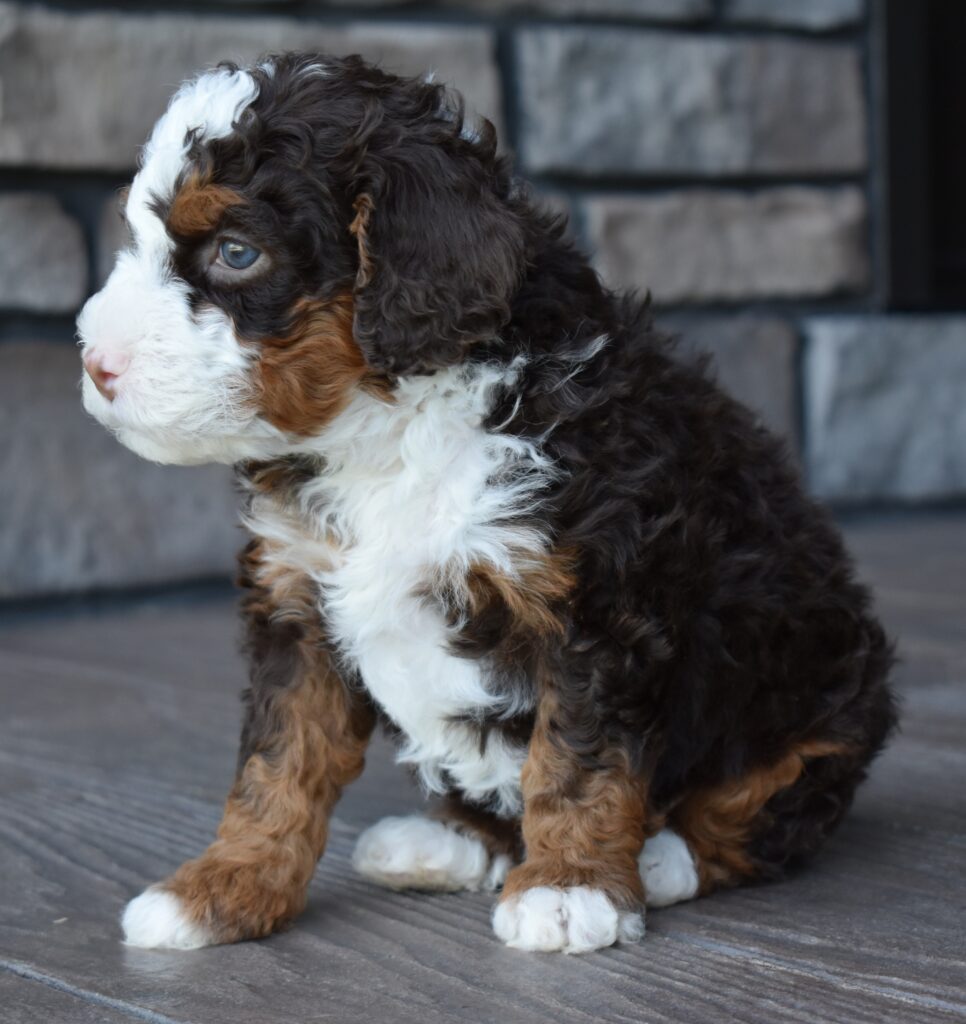 Archie | Grand Style Doodles